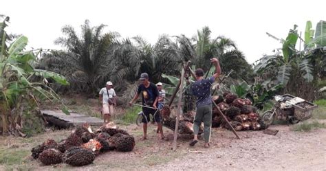 Harga TBS Kembali Menguat