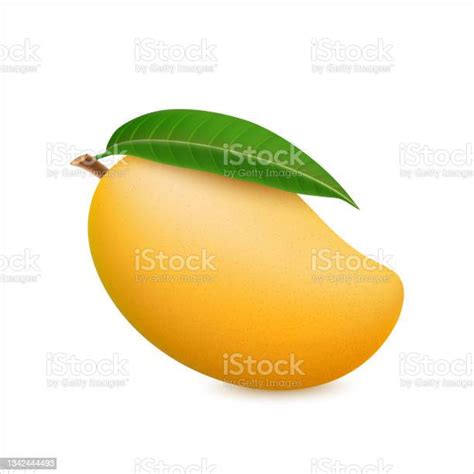 흰색 배경에 격리 된 노란색 망고 사실3d 벡터 일러스트레이션 벡터에 대한 스톡 벡터 아트 및 기타 이미지 벡터 식물 컷아웃 Istock