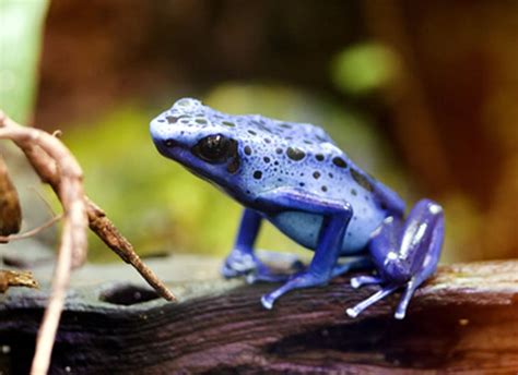 Buy Dart Frog Setup Online