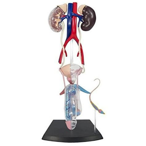 4d Human Male Reproductive Anatomy Model