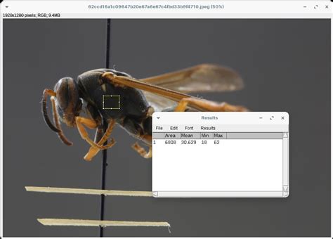 Image J Learning Image Analysis Image Sc Forum