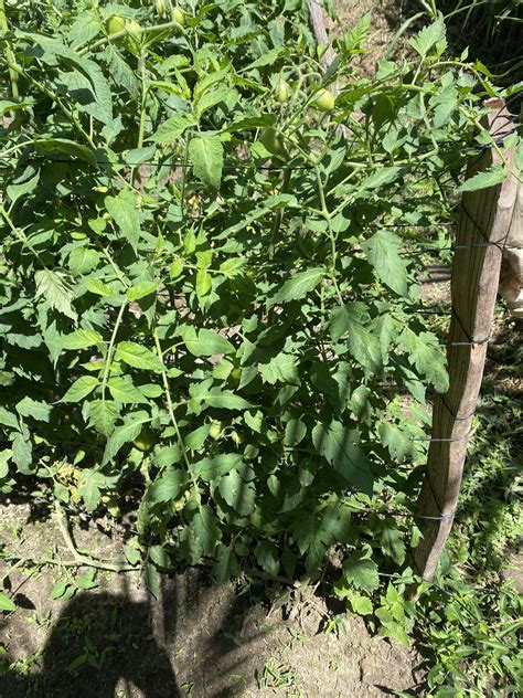 Det Fase 1 Object Detection Dataset And Pre Trained Model By V1 Fase1