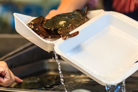 Soft Shelled Serrated Mud Crab For Sale At Seafood Market Softshell
