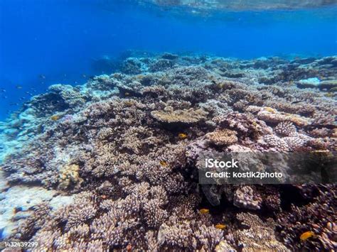 Kehidupan Bawah Laut Terumbu Dengan Karang Dan Ikan Tropis Terumbu