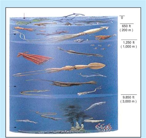 Some Specific Bizarre Species In The Deep Sea Based On The Depth Download Scientific Diagram