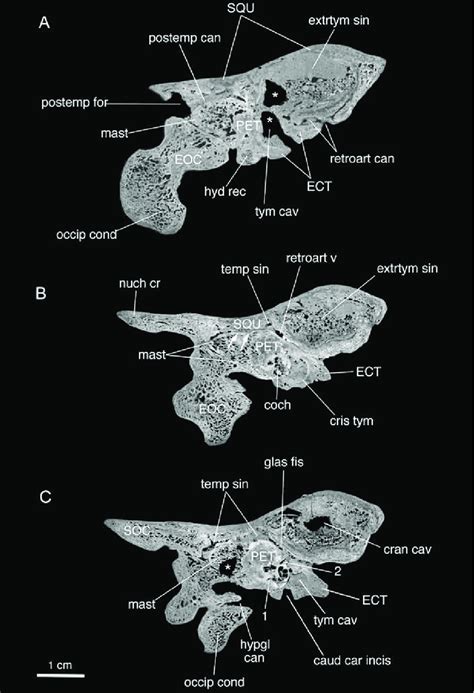 Trigonostylops Wortmani Amnh Vp 28700 Parasagittal Segments Through