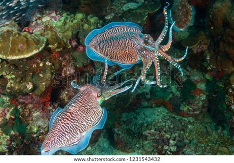 Cuttlefish Mating Ritual On Tropical Coral Stock Photo Shutterstock