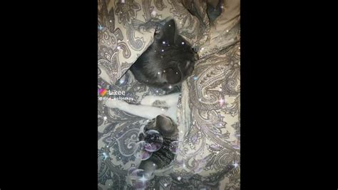 Когда настали холода 🌞#кот #котики #котята - YouTube