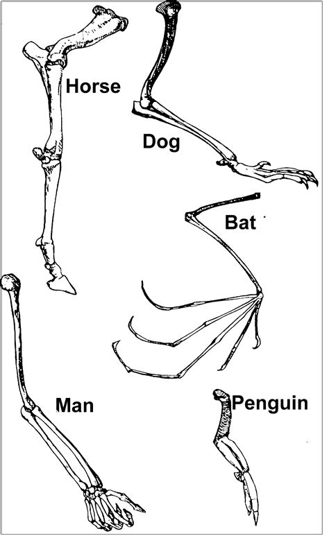 Evolution Fact Or Fable Consider The Gospel