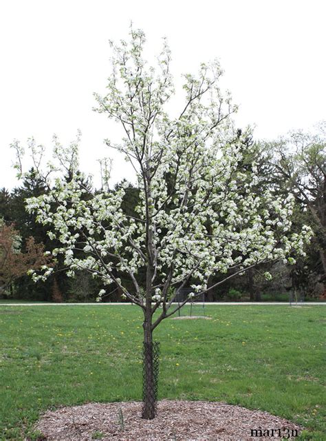 Trinity Callery Pear Pyrus Calleryana Trinity North American