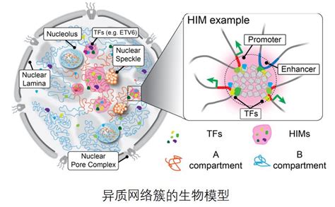 我院举办数学学科“知行讲堂”系列报告会（4）——新的异质网络挖掘算法研究三维基因组与基因调控的相互关系 长春大学数学与统计学院