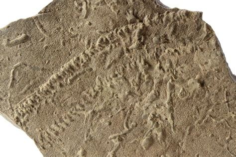4 Cruziana Fossil Trilobite Trackway Morocco 251951 For Sale