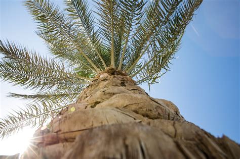 Por qué se amarillean las hojas de la palmera Washingtonia
