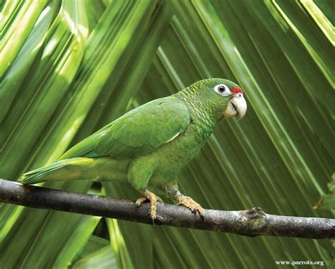 Puerto Rican Amazon Parrots Wiki Fandom Powered By Wikia
