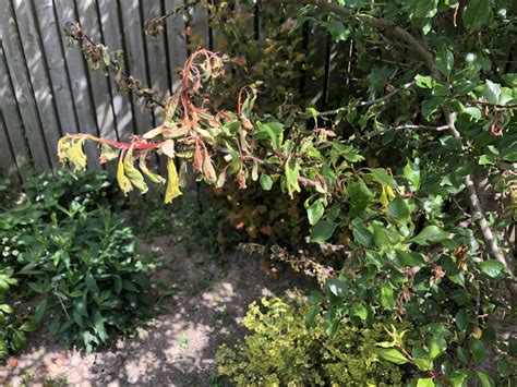 Plum Tree Dying Please Help — Bbc Gardeners World Magazine