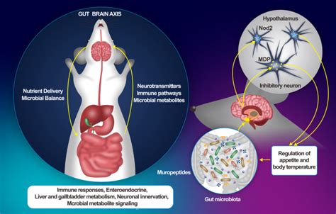 肠道微生物调节摄食中枢：肠脑轴的新发现signal Transduction And Targeted Therapy X Mol