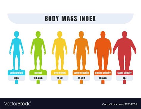 Man Bmi Body Mass Index Infographics For Male Vector Image On