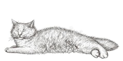 Vector Illustration Of A Sleeping Fluffy White Cat Stock Vector