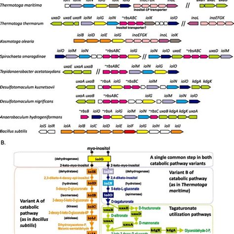Functional Contexts Of Novel Myo Inositol Utilization Pathway Variant