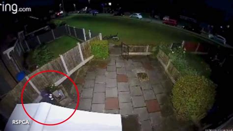 Cctv Captures Moment Man Beats And Throws Dog In Horrific Attack