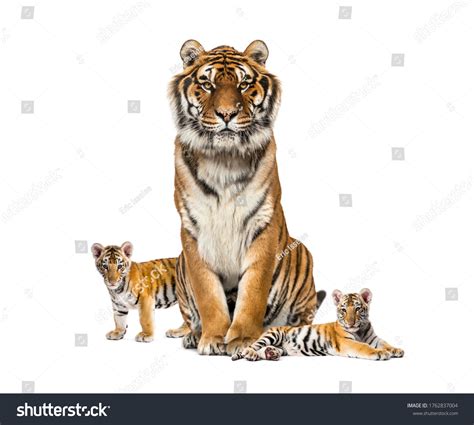 Tigre De Bengala Cachorro