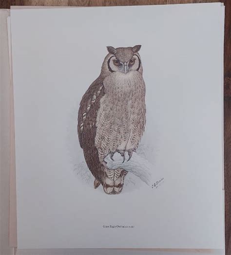Portfolio Of South African Owls Portefeulje Van Suid Afrikaanse Uile
