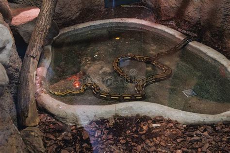 Reticulated Python Snake In The Zoo Editorial Image Image Of Water
