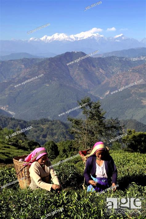 Nepalese Women Picking Tea Leaves In The Tea Fields Of The Lopchu Tea