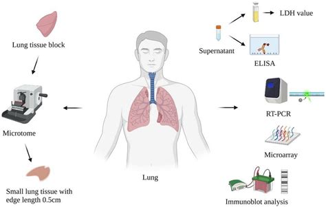 The Schematic Diagram Of Ex Vivo Tissue Culture Model Thin Lung Tissue