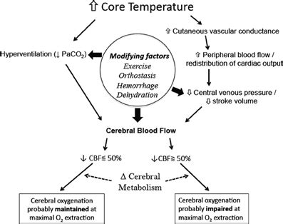 Simplified Schematic Of The Mechanisms And Modifying Factors Involved