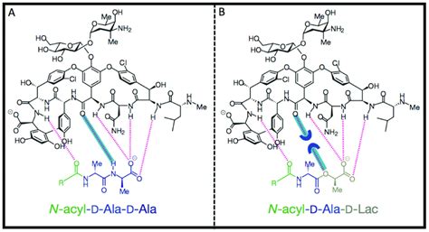 Vancomycin Interaction With Peptides Download Scientific Diagram