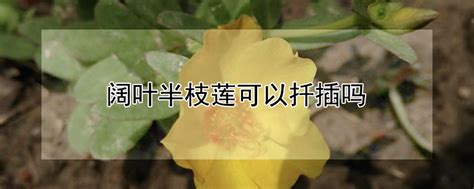 半枝莲 半枝莲的养殖方法和注意事项 半枝莲的功效与作用 半枝莲图片 发财农业网