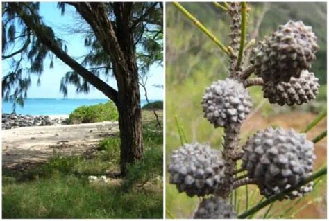 8 Invasive Trees In Florida To Identify With Pictures