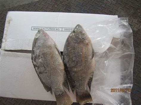 Fresh Frozen Whole Black Tilapia At Best Price In Xiamen Xiamen