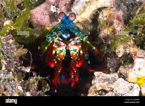 Underwater Picture Of Peacock Mantis Shrimp Odontodactylus Scyllarus