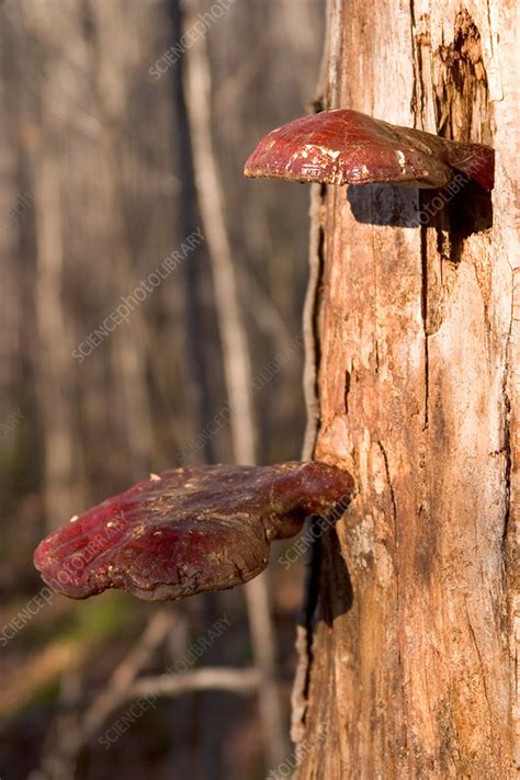 Ganoderma Tsugae Stock Image B250 1663 Science Photo Library