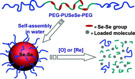 Dual Redox Responsive Assemblies Formed From Diselenide Block Copolymers Huaping Xu 许华平研究组