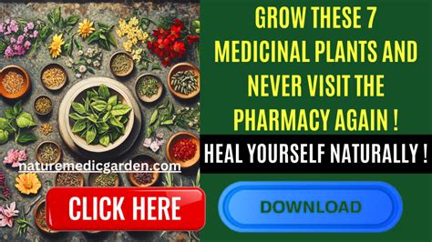 How To Set Up An Indoor Herb Garden Diy Medicinal Garden