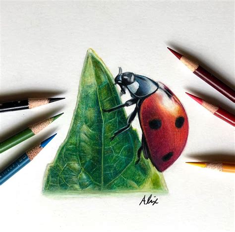 Alix Fuerst On Instagram Colored Pencil Drawing Of Ladybug On A Leaf Is Complete