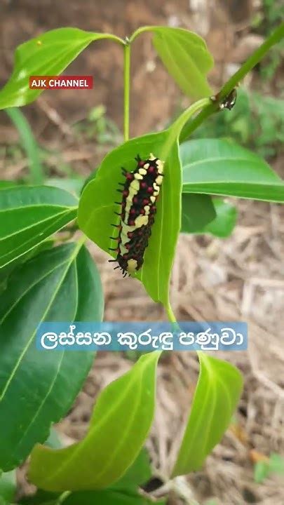 කුරුදු පණුවා Youtube