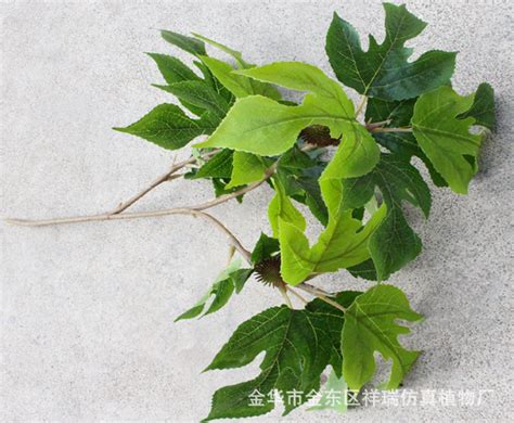 楮叶的图片 诸树叶的效 构树的效与作用 大山谷图库