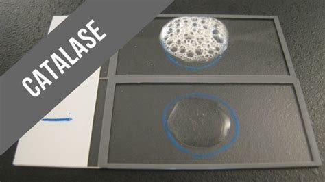 Micro Lab Biochemical Tests Flashcards Quizlet