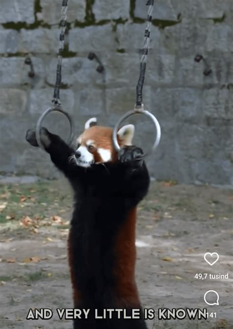 I Feel A Kinship With The Red Pandas Rintrovertmemes