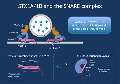 Snare Protein