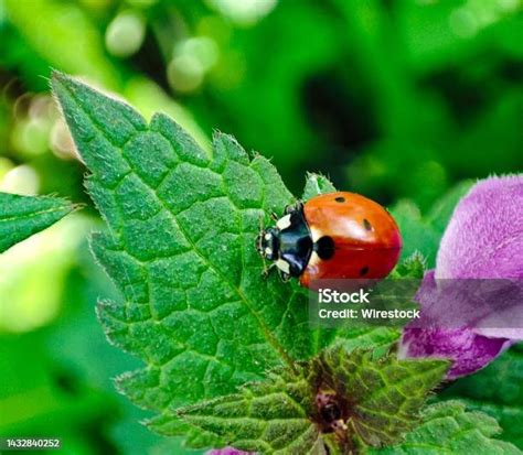 흐릿한 배경에 보라색 꽃잎을 기어 다니는 무당 벌레의 클로즈업 샷 0명에 대한 스톡 사진 및 기타 이미지 0명 곤충 꽃 식물 Istock