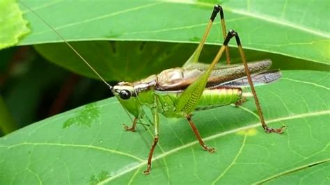 Grasshopper In Tropical Rain Forest — Stock Video © Chatchai 156999334
