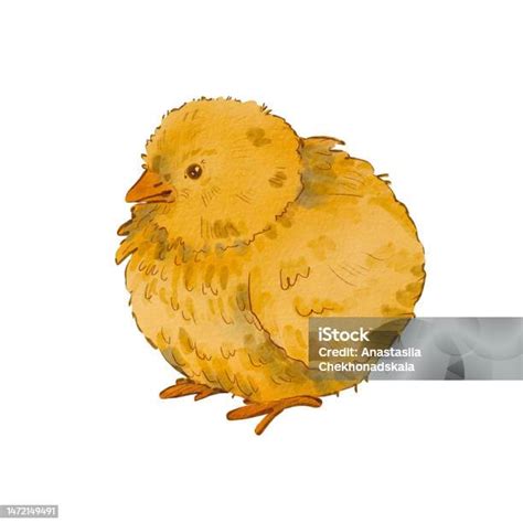 흰색 배경에 격리된 귀여운 둥근 닭 노란 갓 태어난 닭의 수채화 그림 부활절 모티프 푹신한 병아리 엽서 패키지 섬유 메뉴 상품