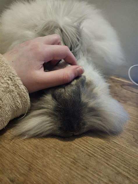 Help Im Stuck Rrabbits