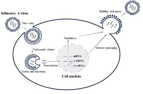 Figure 3 From Developments In Negative Strand Rna Virus Reverse
