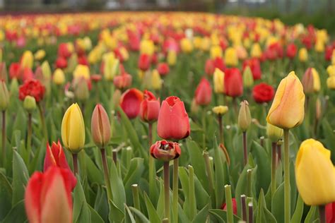 Tulipany Pole Gospodarstwo Rolne Darmowe zdjęcie na Pixabay